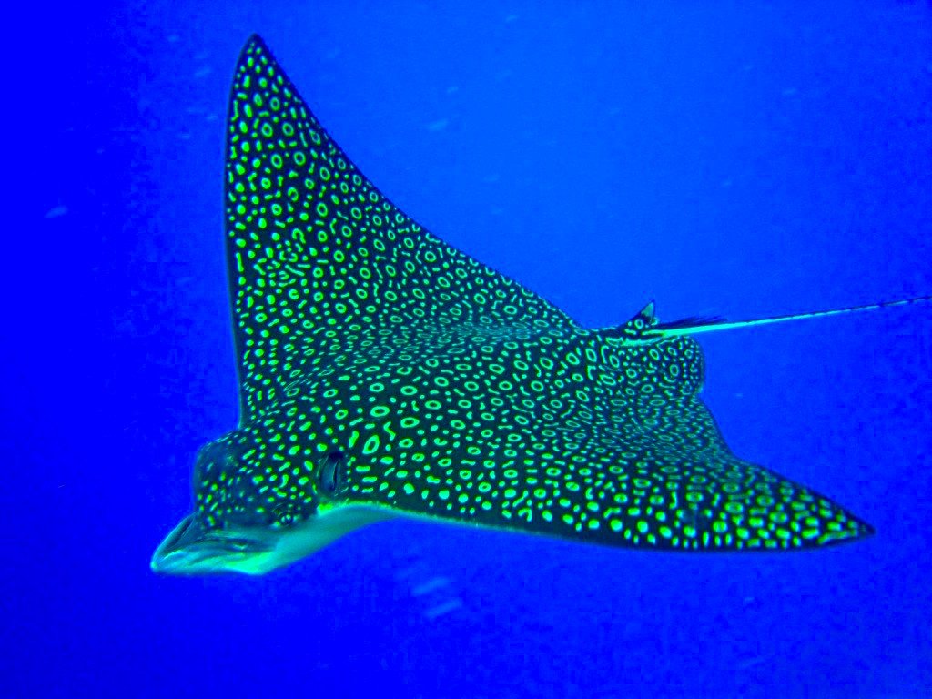 Raya Águila: Doctor Del Mar - Vida Latina