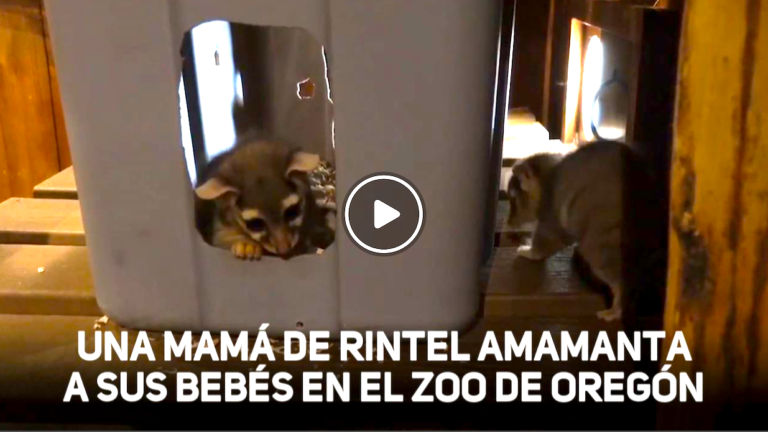 Así Son Los Bebés De Rintel o 'Gato De Cola De Anillo'